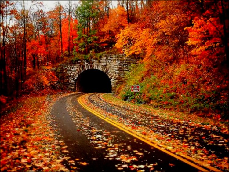 Dicas para fotografar o outono da melhor maneira - Blog eMania